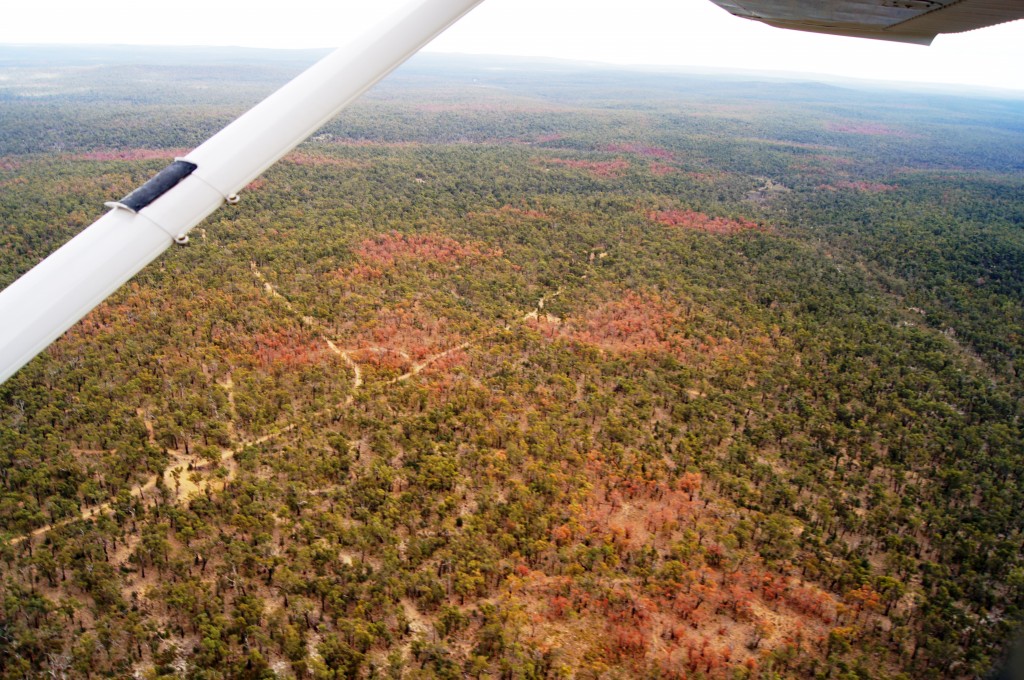 Newsroom Climate change is killing our trees - Macquarie University