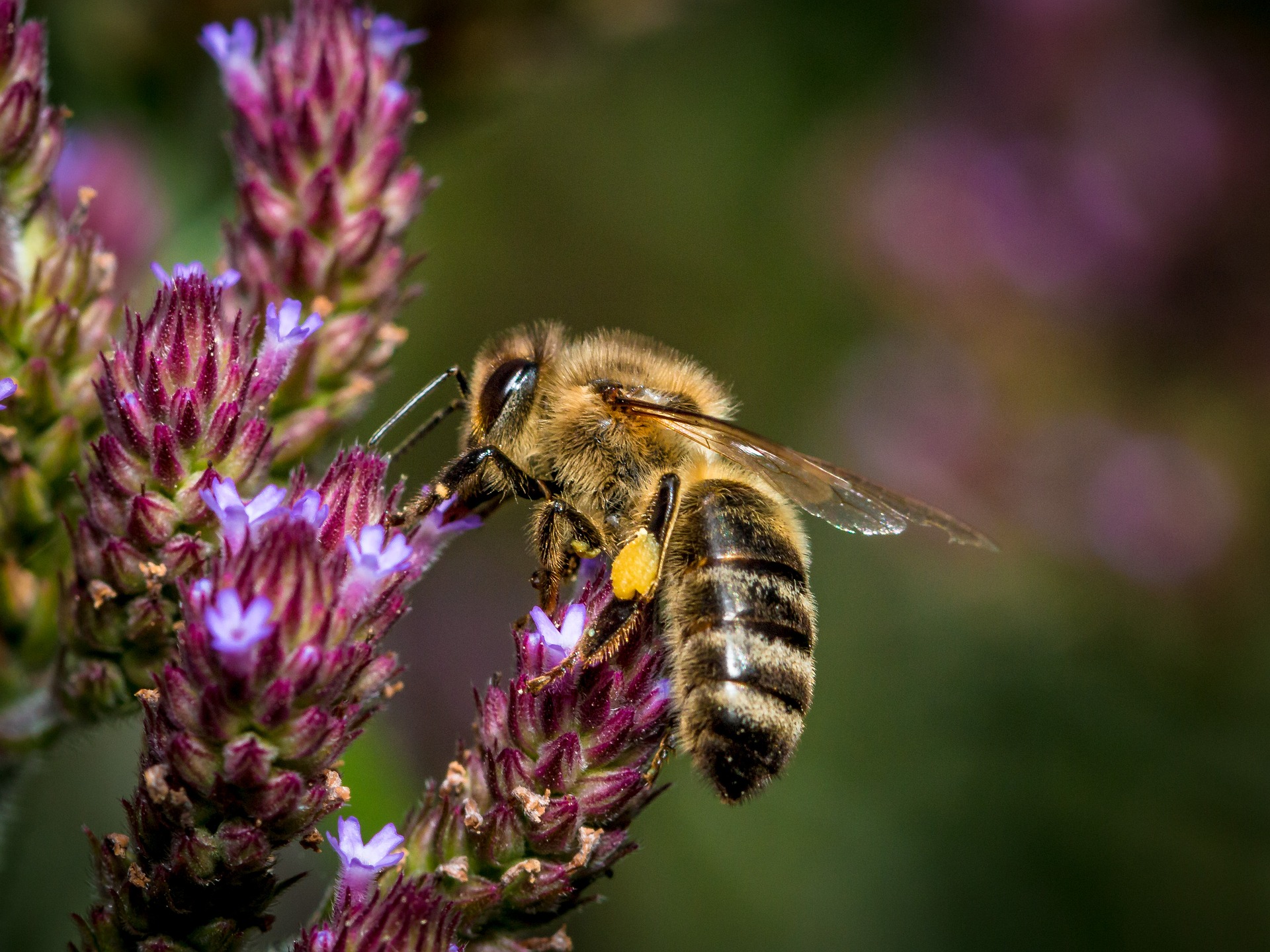 Newsroom Science & nature - Macquarie University