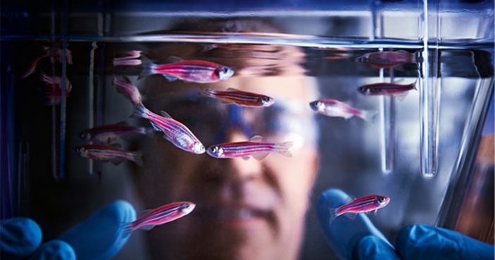 Macquarie commits to animal research openness | This Week At Macquarie ...